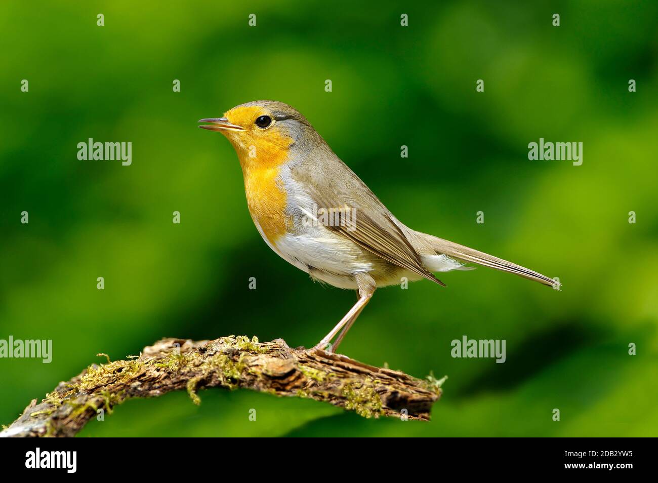Robin bird songbird hi-res stock photography and images - Alamy