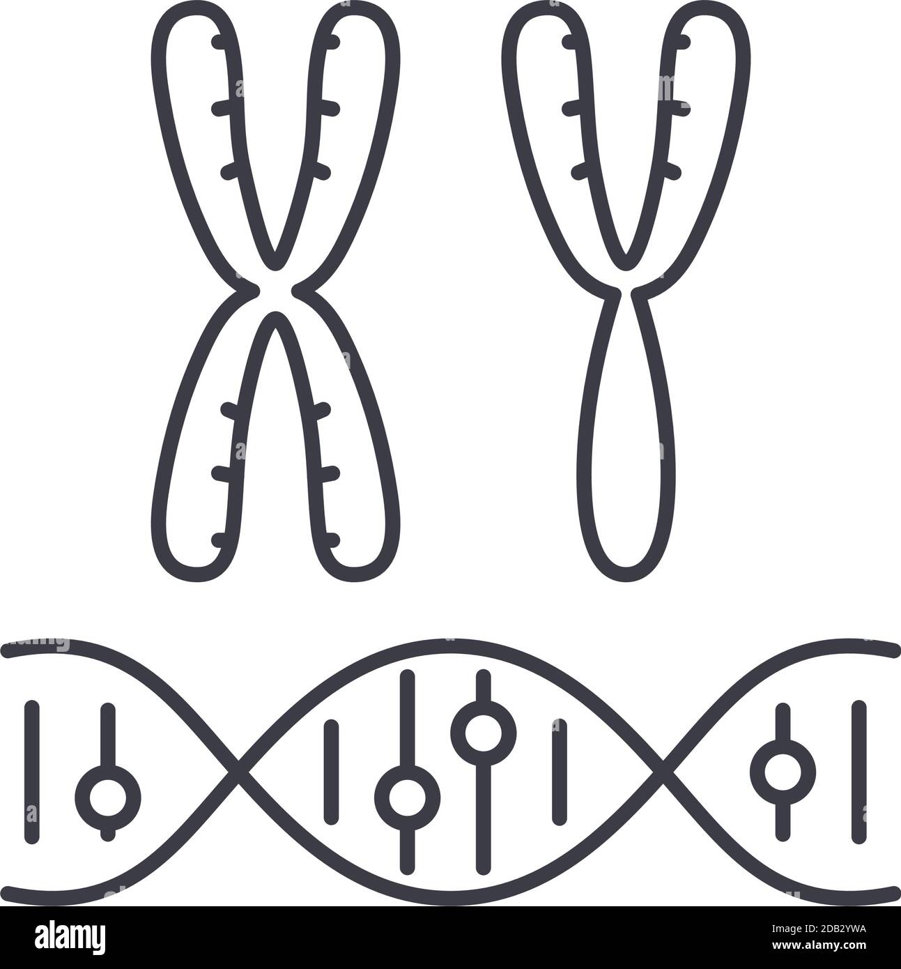 Chromosome icon, linear isolated illustration, thin line vector, web ...