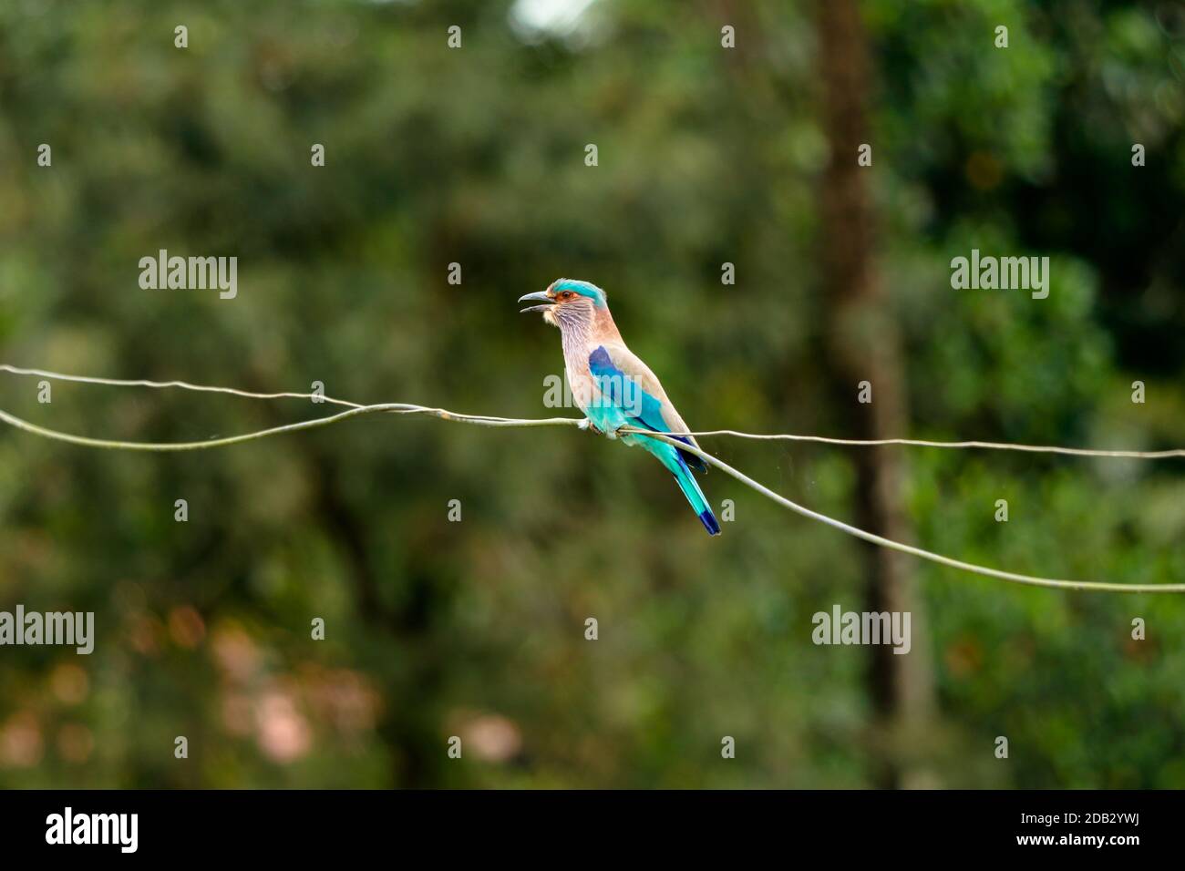 Indian roller bird hi-res stock photography and images - Alamy