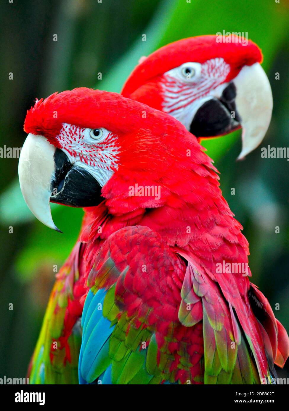 Red macaw parrots Stock Photo - Alamy