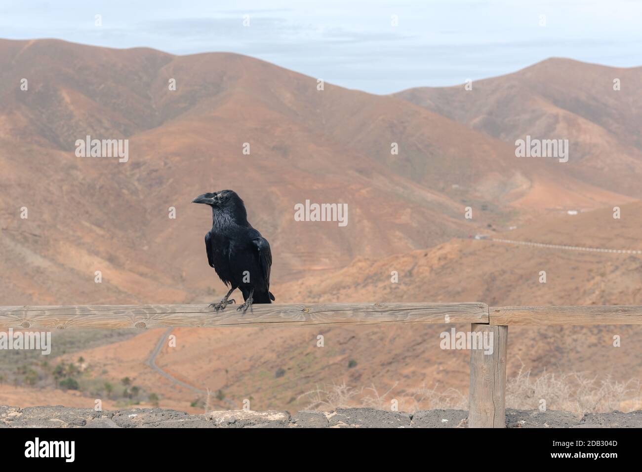 Crows on the Way from Bentacoria to Pajara on the island of ...