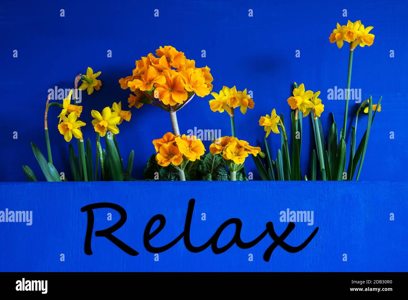English Text Relax. Yellow Beautiful Spring Flowers Like Narcissus ...