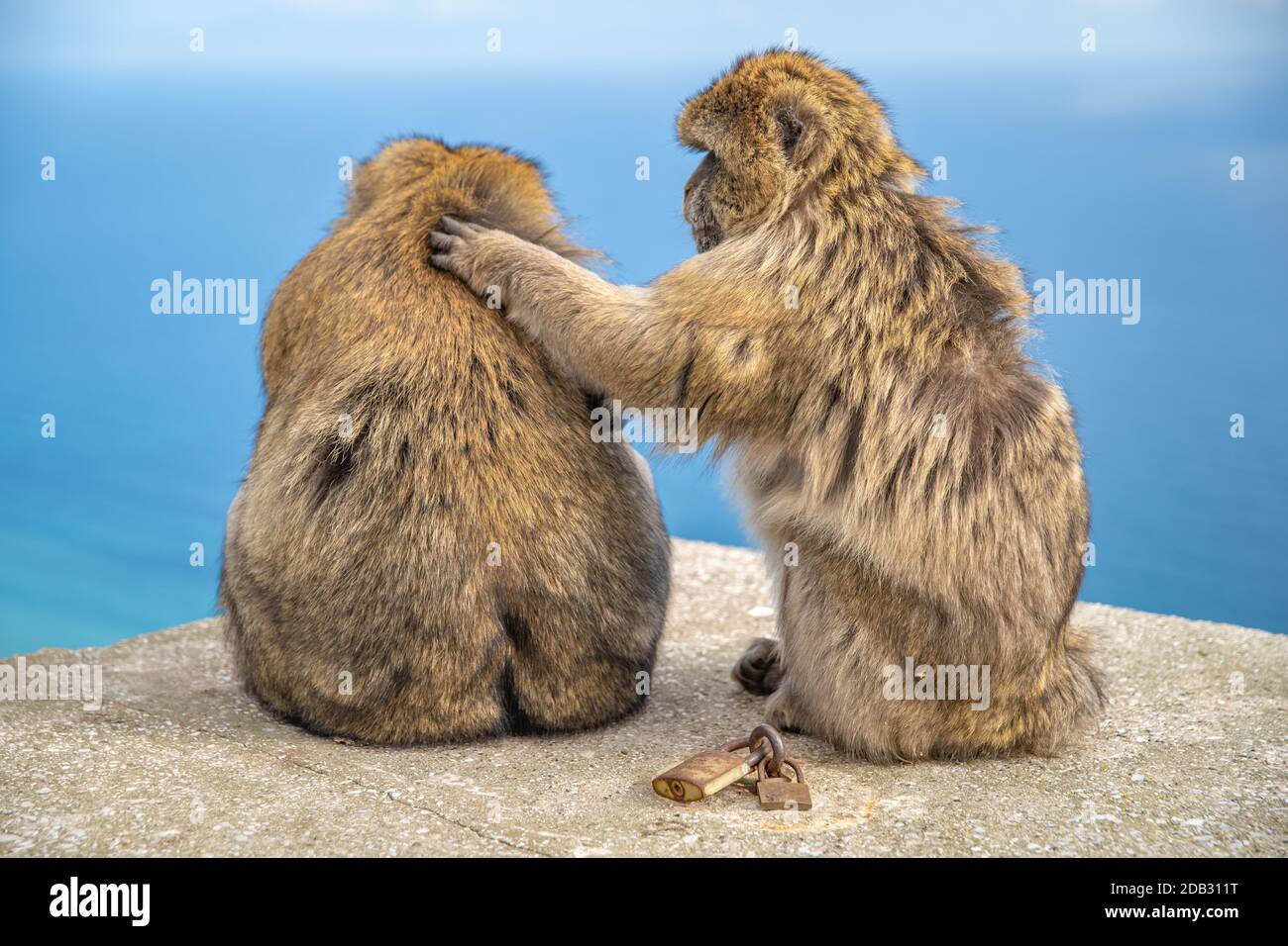 monkey couple on the fortress wall with sea view Stock Photo - Alamy