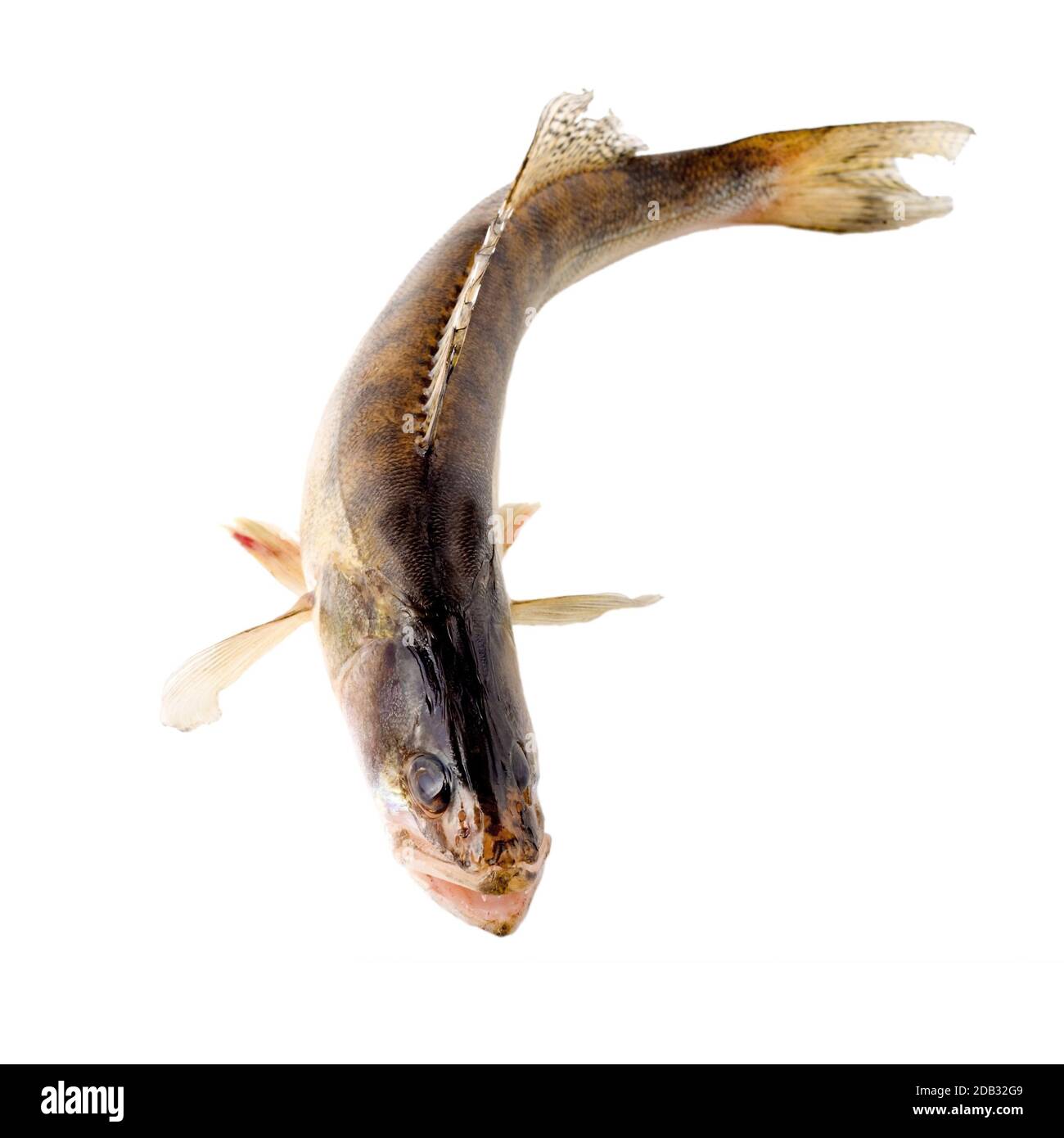 pike perch isolated on white background Stock Photo - Alamy