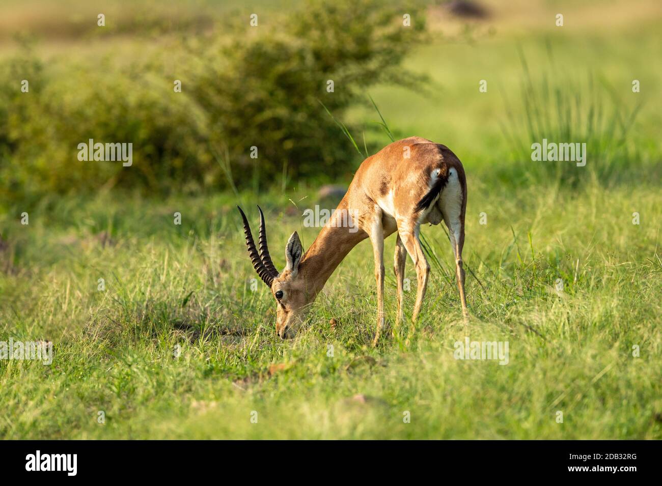 Chinkara or Indian gazelle an Antelope portrait grazing grass in ...