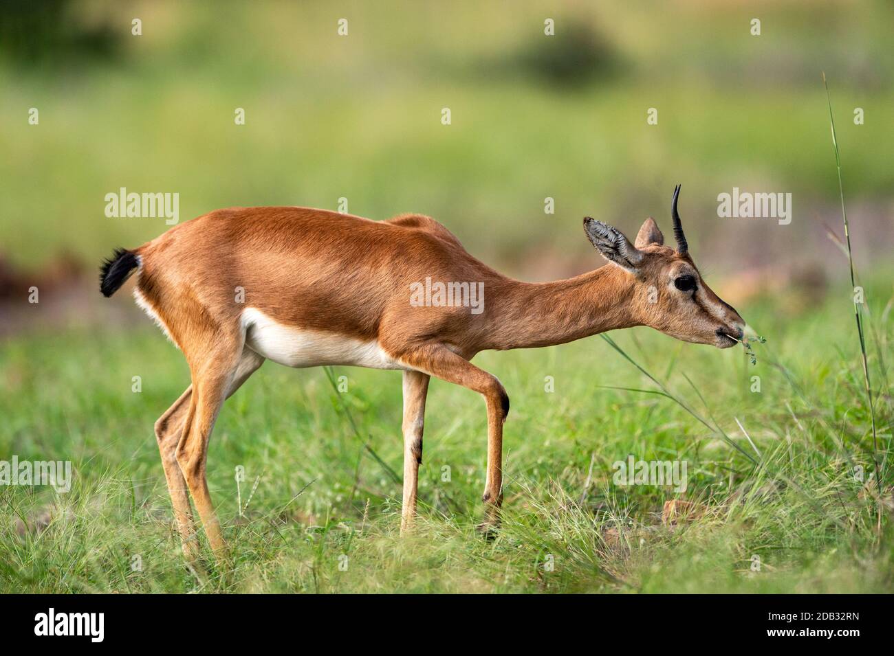 Chinkara or Indian gazelle an Antelope portrait grazing grass in ...
