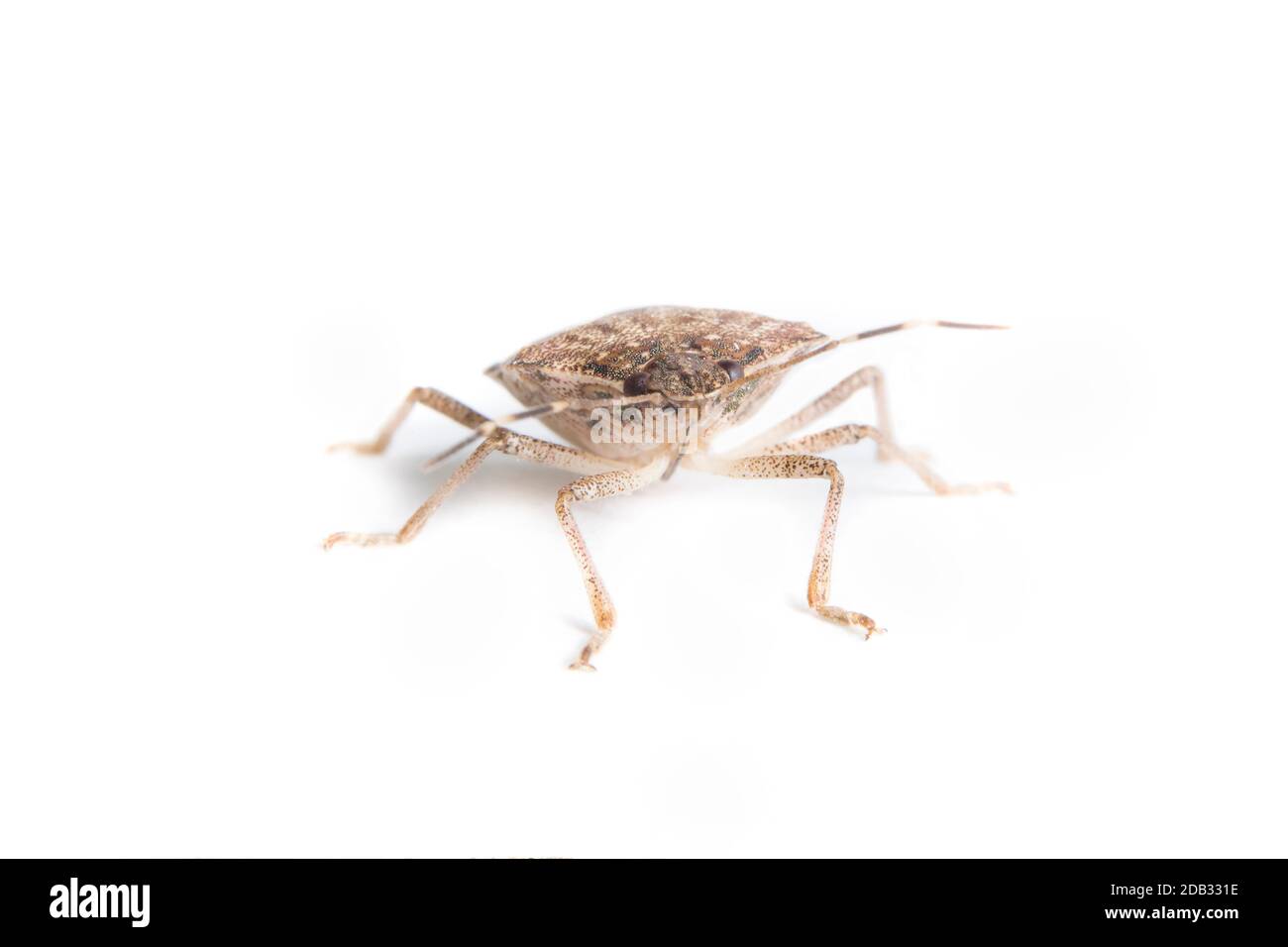 Extreme close up of a living brown marmorated stink bug with eyes ...