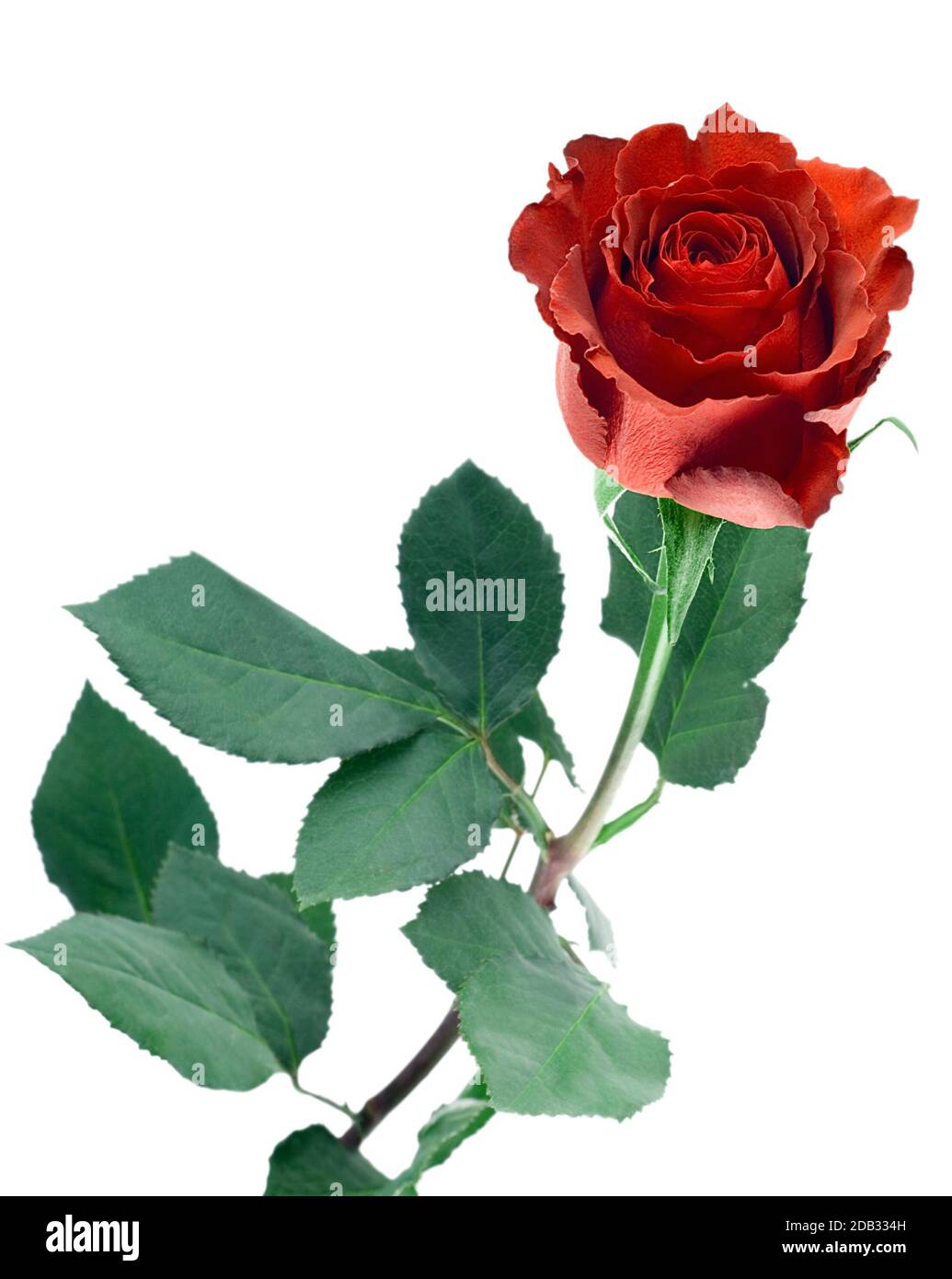 long stem red rose bud isolated on white background Stock Photo - Alamy