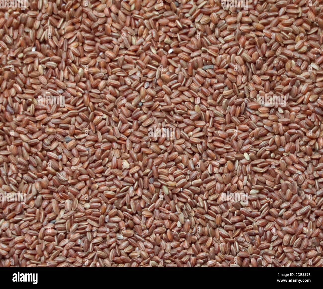 Red, wild unpolished rice, texture of scattered seeds Stock Photo - Alamy