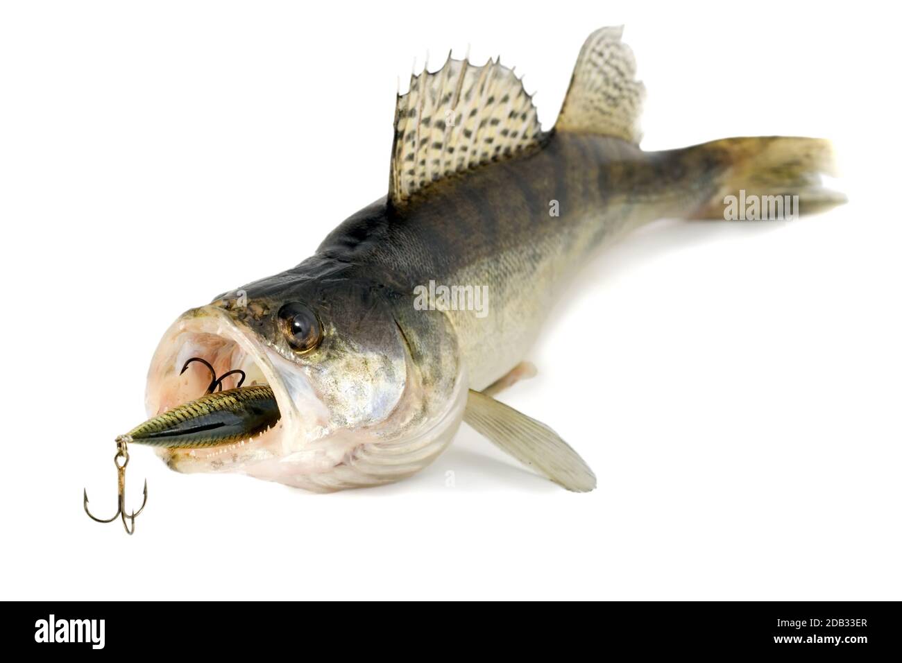 predator , fish predator isolated on white background Stock Photo - Alamy