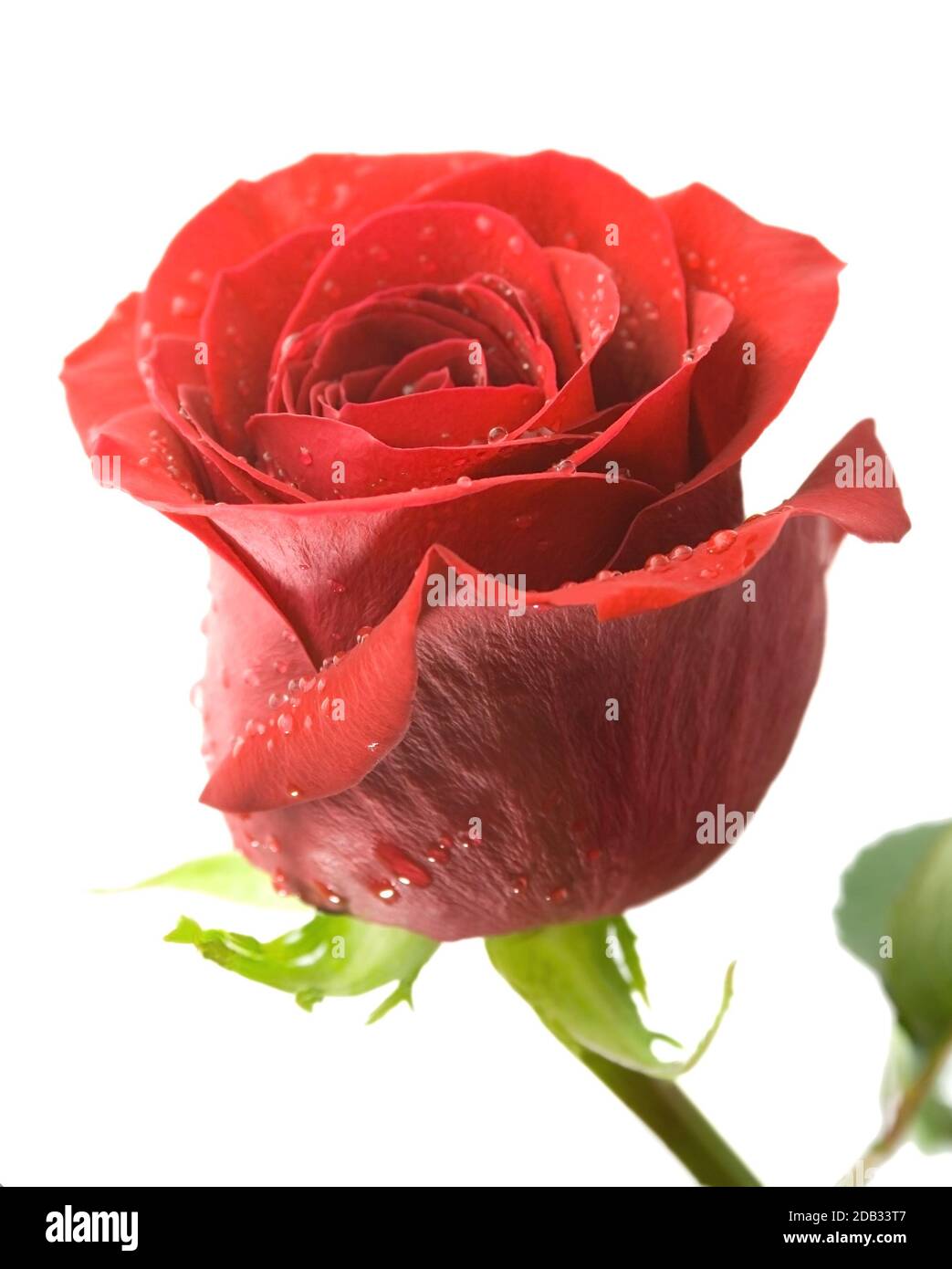 Red rose dew drops,Isolated on white background Stock Photo - Alamy