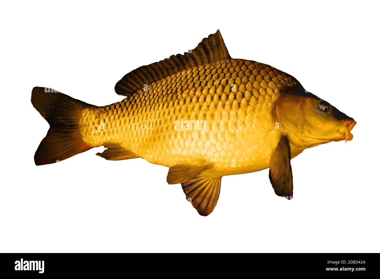 Underwater carp Cut Out Stock Images & Pictures - Alamy