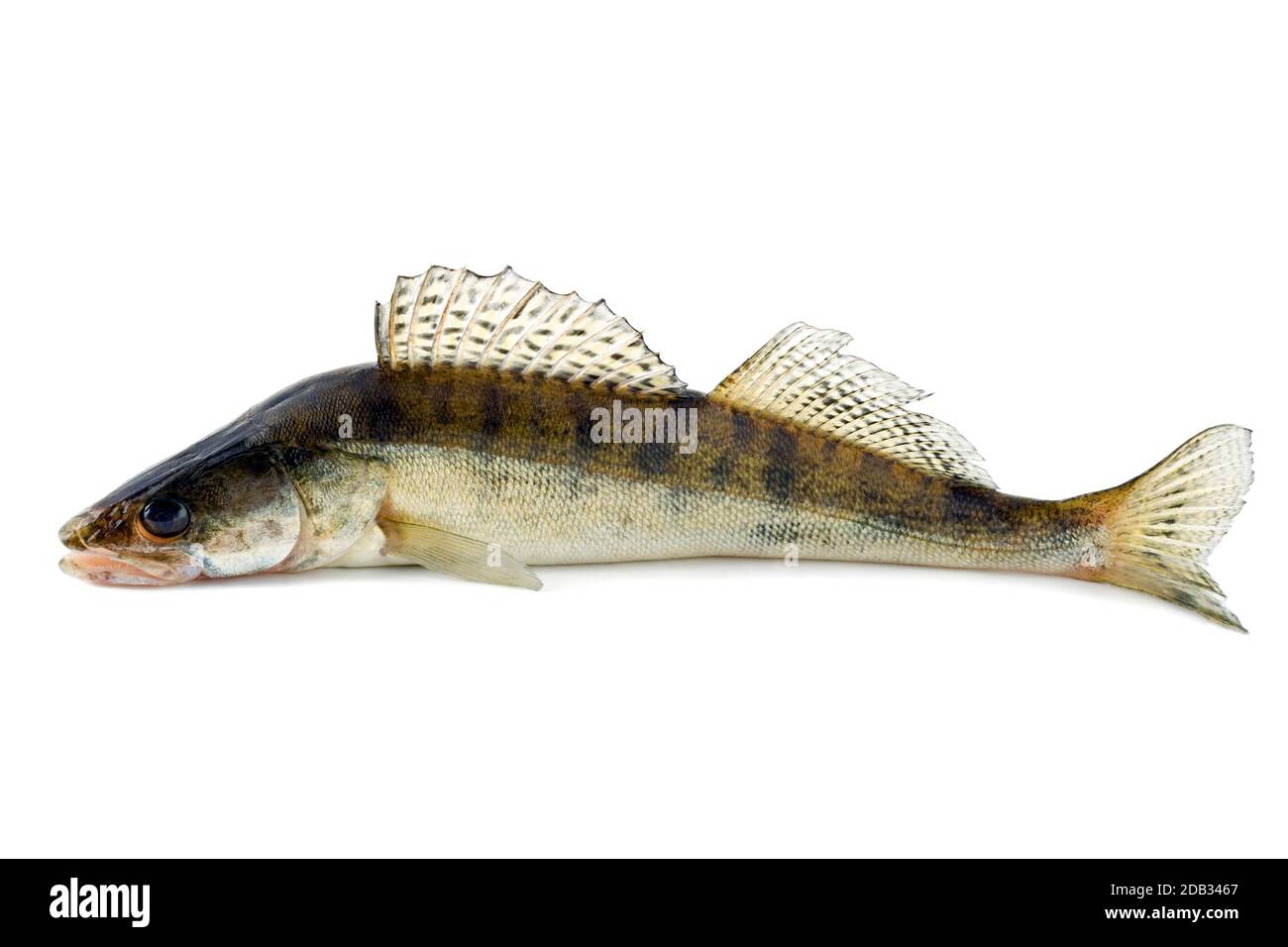 fish zander fang isolated on white background Stock Photo - Alamy