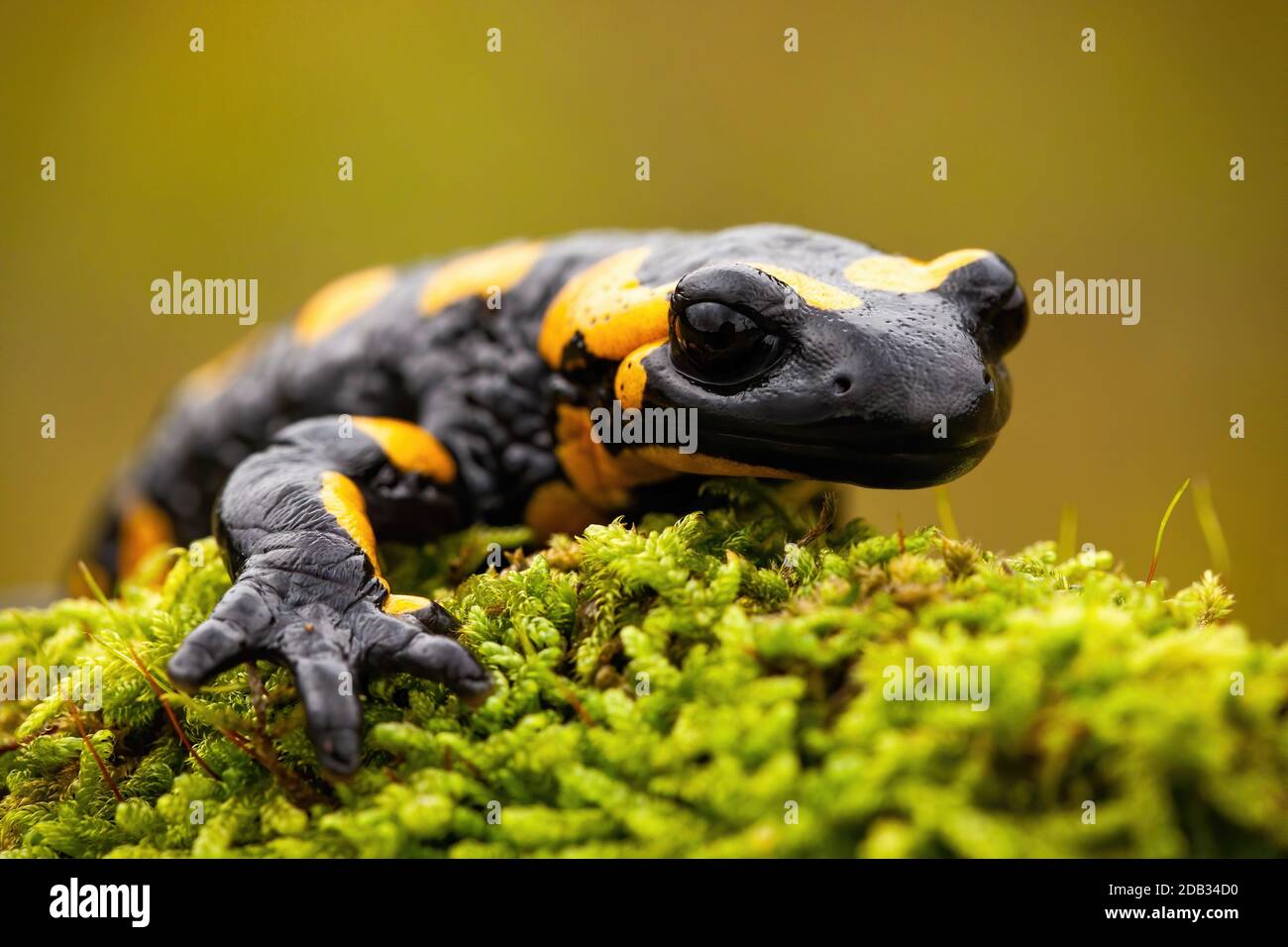 Fire salamander salamandra salamandra on mossy tree trunk hi-res stock ...