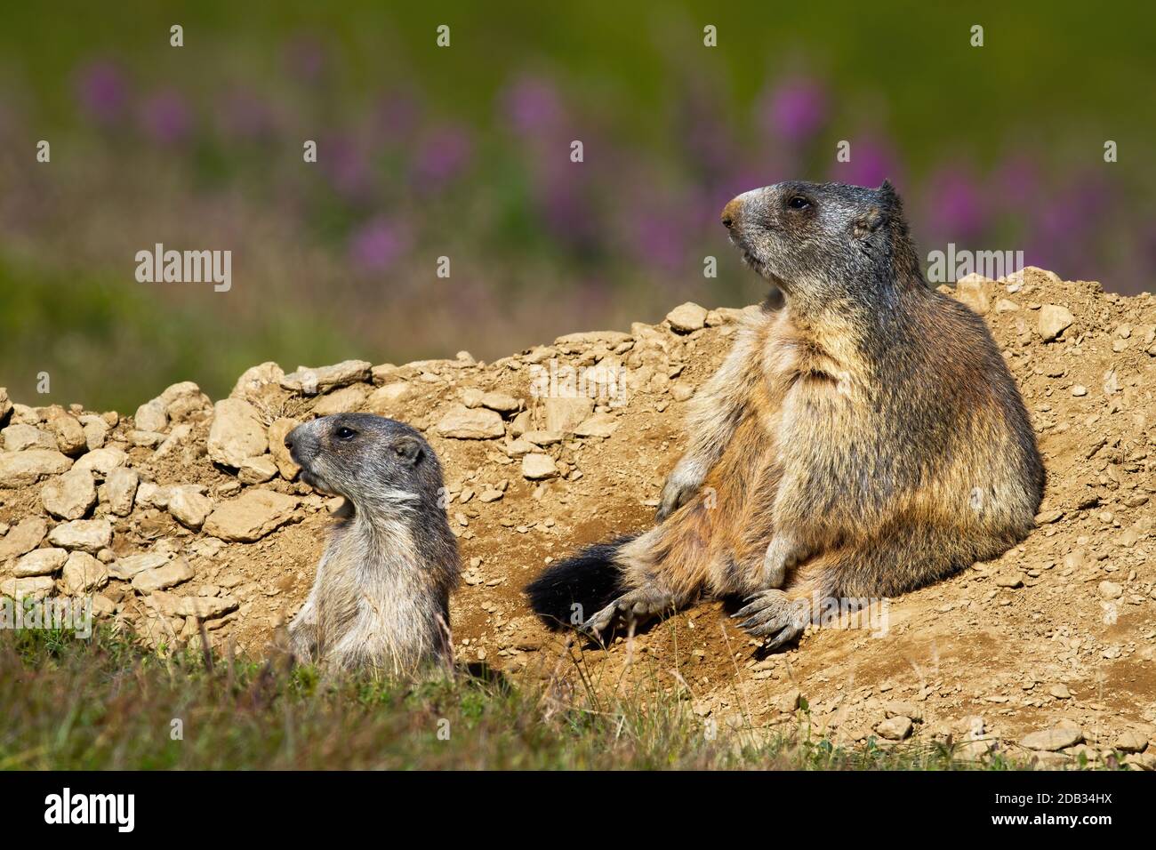 Two alpine marmots, marmota marmota, sitting near burrow and observing with violet wildflowers ...