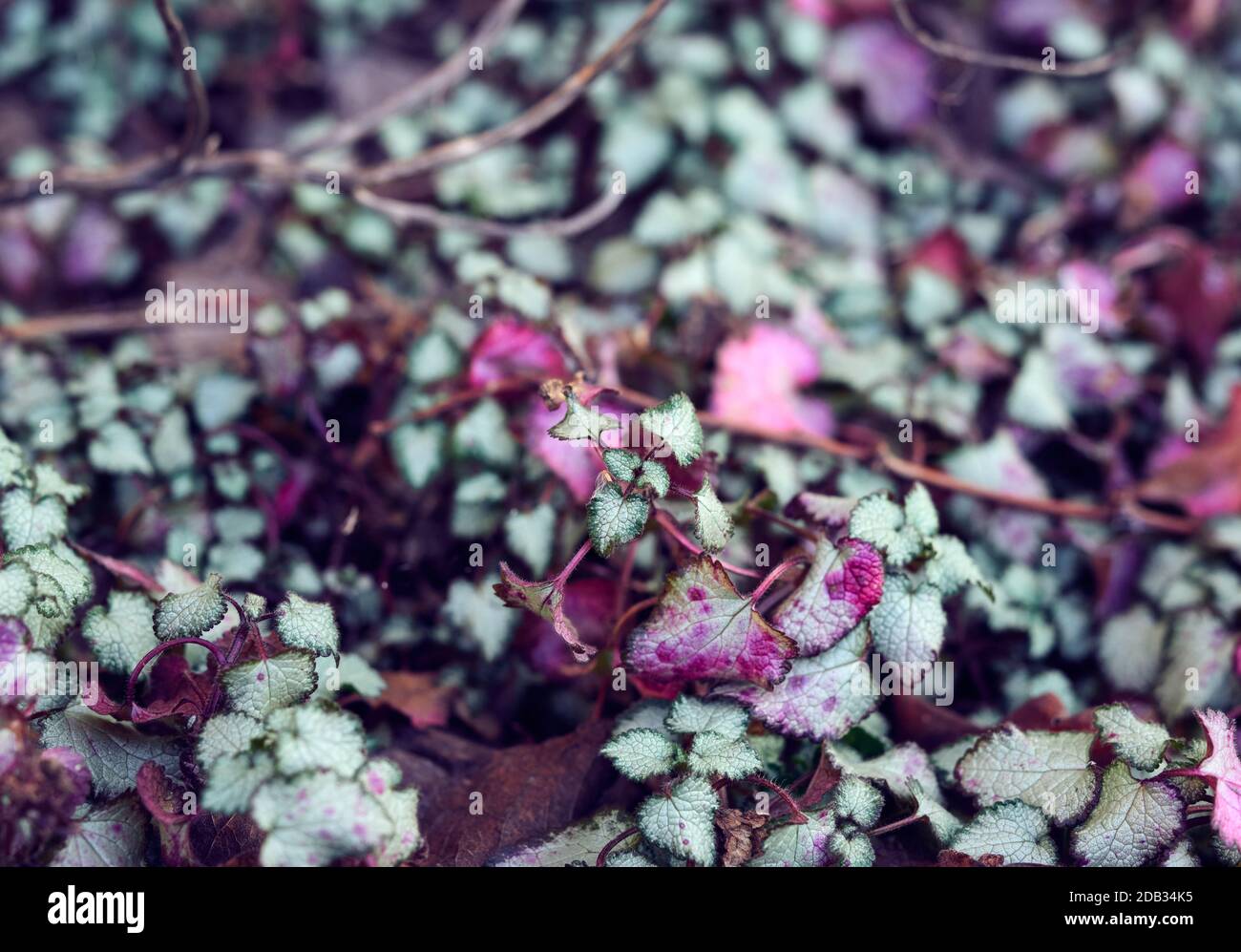 growing plant Lamium maculatum spotted or Deadnettle, top view Stock ...