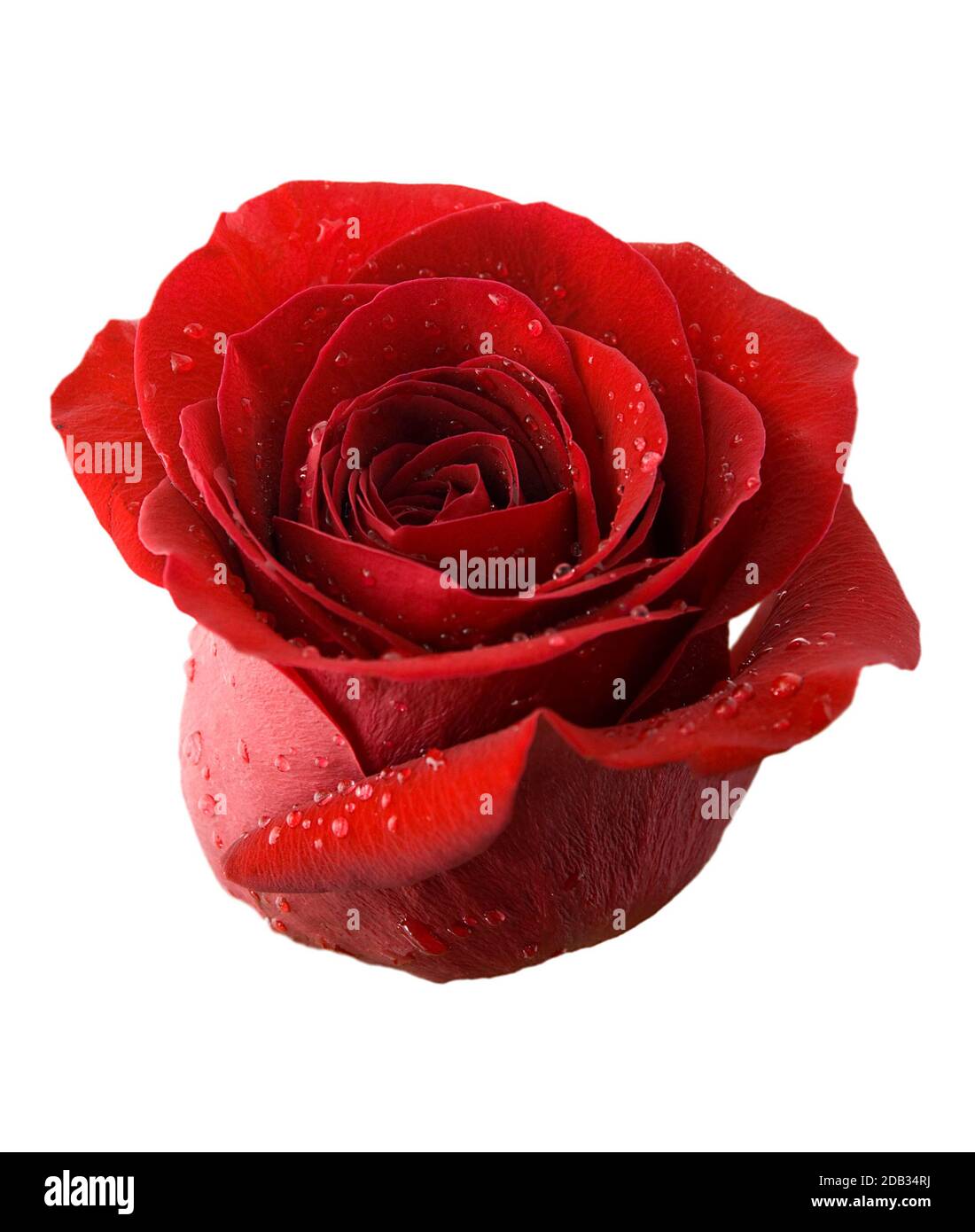 red rose button isolated on white background Stock Photo - Alamy