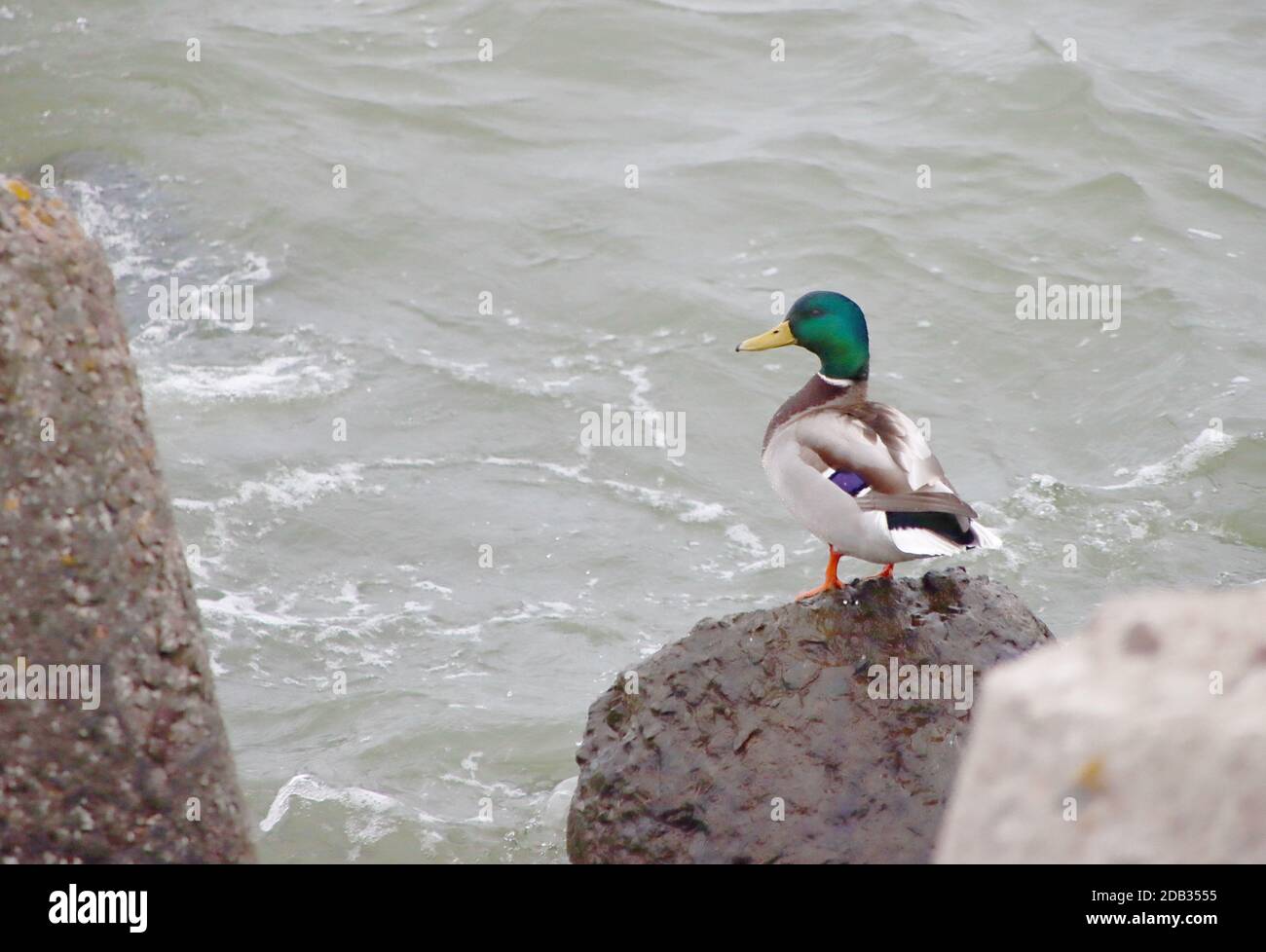 Storm duck hi-res stock photography and images - Alamy