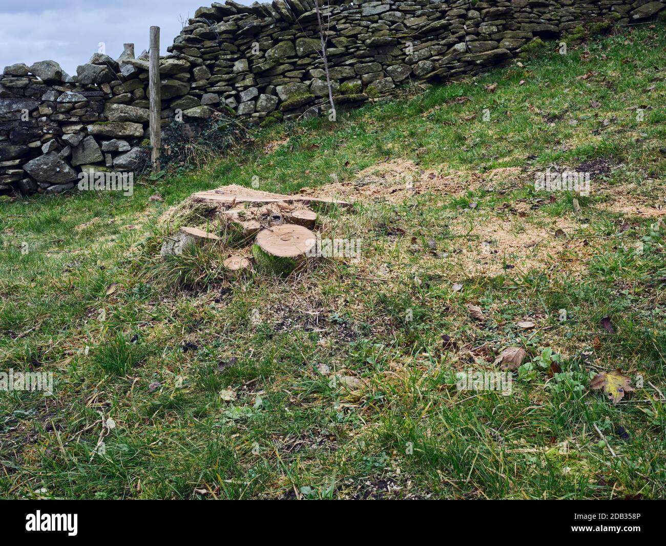 Ash Die Back, a tree stump and the end of the road for a diseased Ash ...