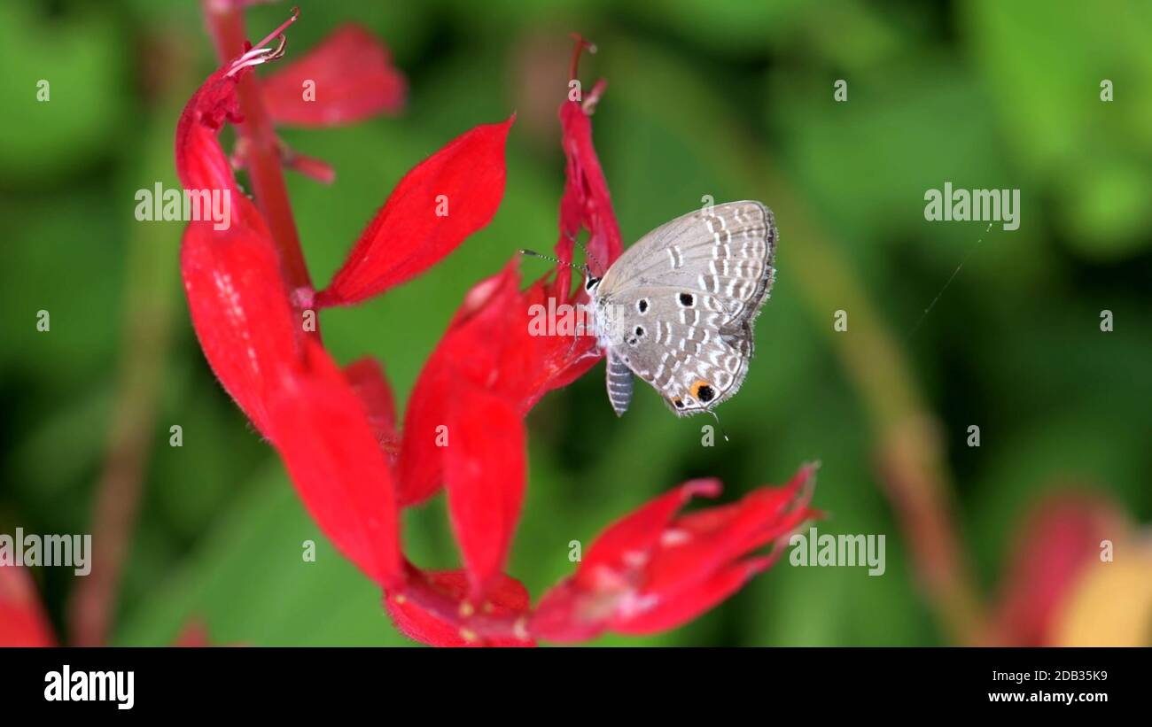 Red color butterfly hi-res stock photography and images - Alamy