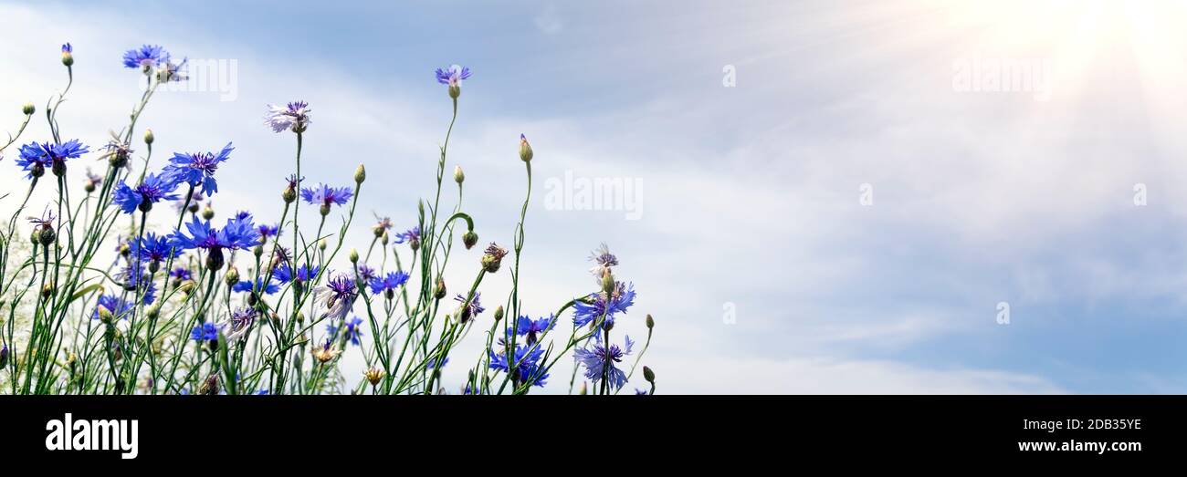 Wild flowers on sunny blue sky, spring meadow Stock Photo - Alamy