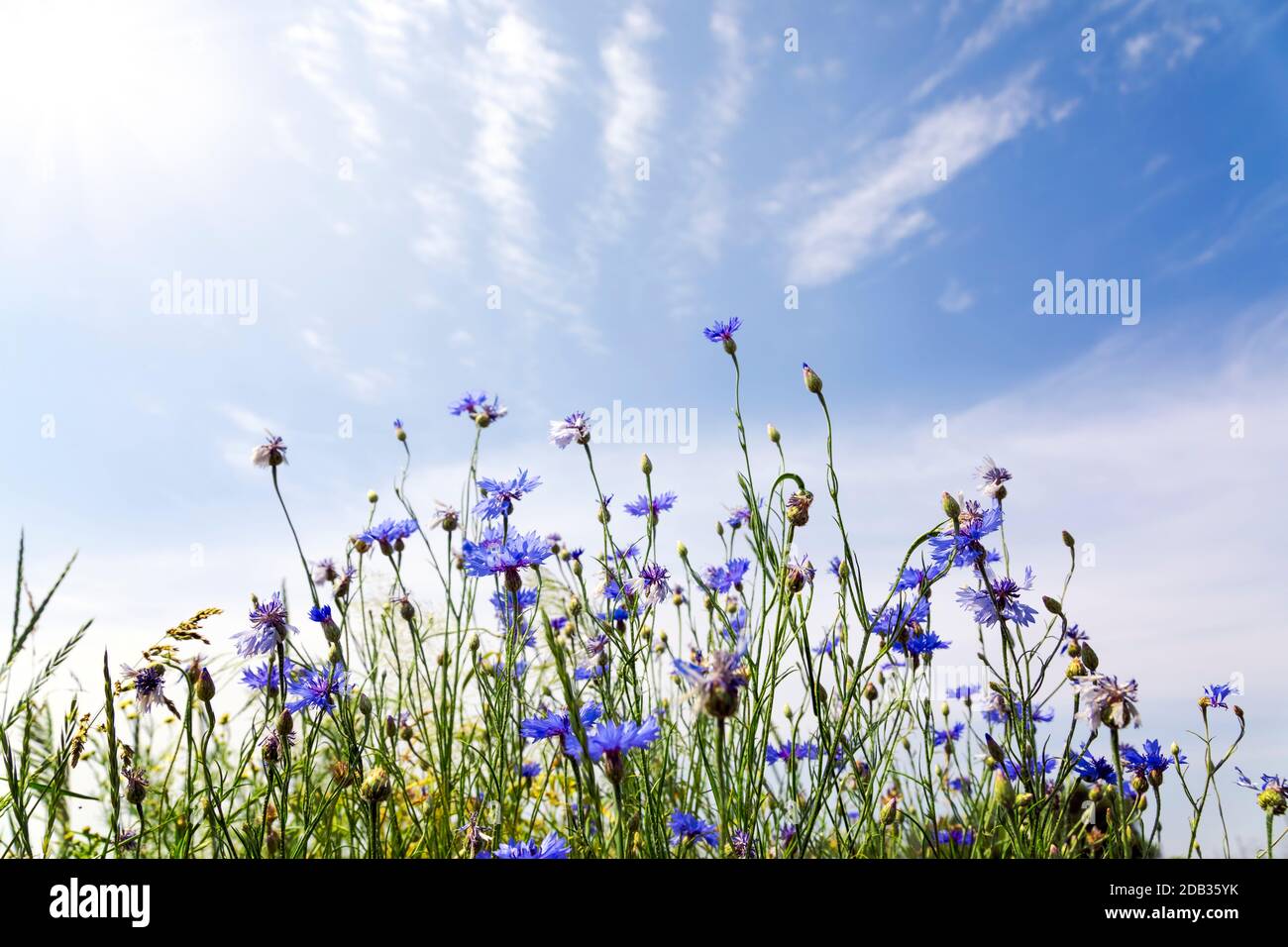 Sun sky grass flowers hi-res stock photography and images - Alamy