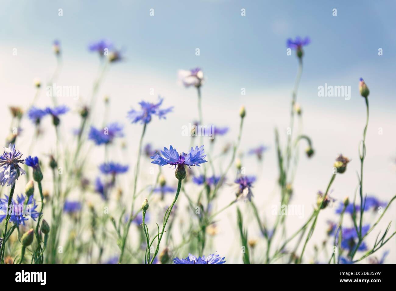 Sunny wild hi-res stock photography and images - Alamy