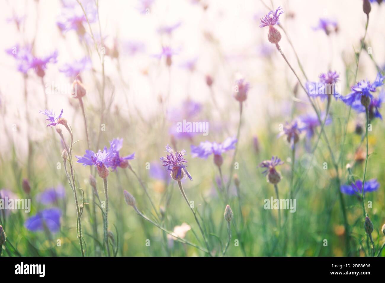 Sunny spring summer flowers field hi-res stock photography and images ...
