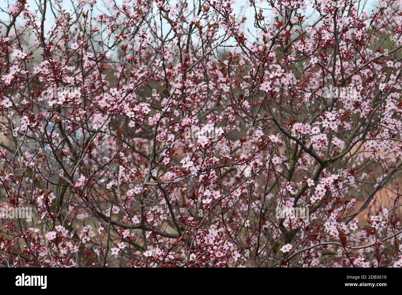 rose flowering tree Stock Photo - Alamy