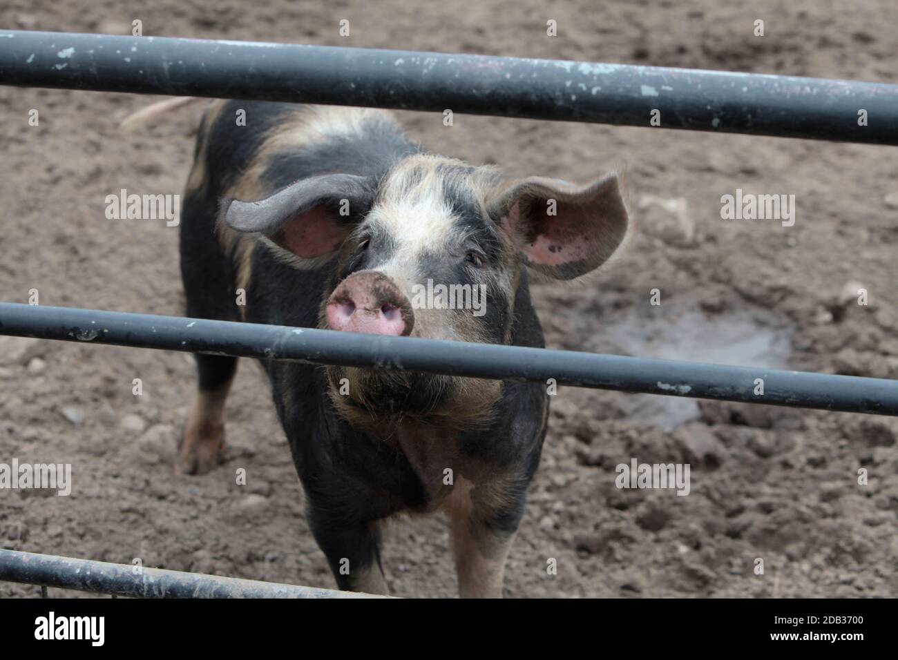 organic grown pig Stock Photo - Alamy