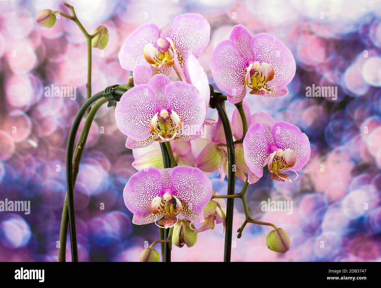 Beautiful pink orchid - phalaenopsis Stock Photo - Alamy