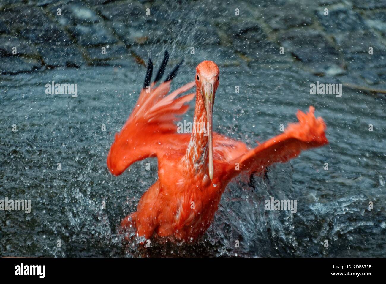Idis hi-res stock photography and images - Alamy
