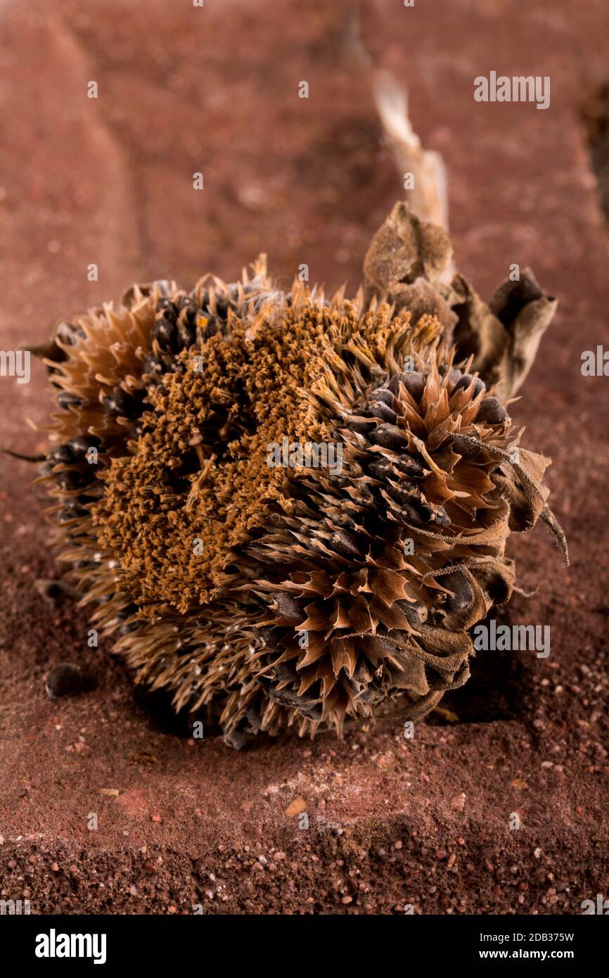 Old sunflower hi-res stock photography and images - Alamy