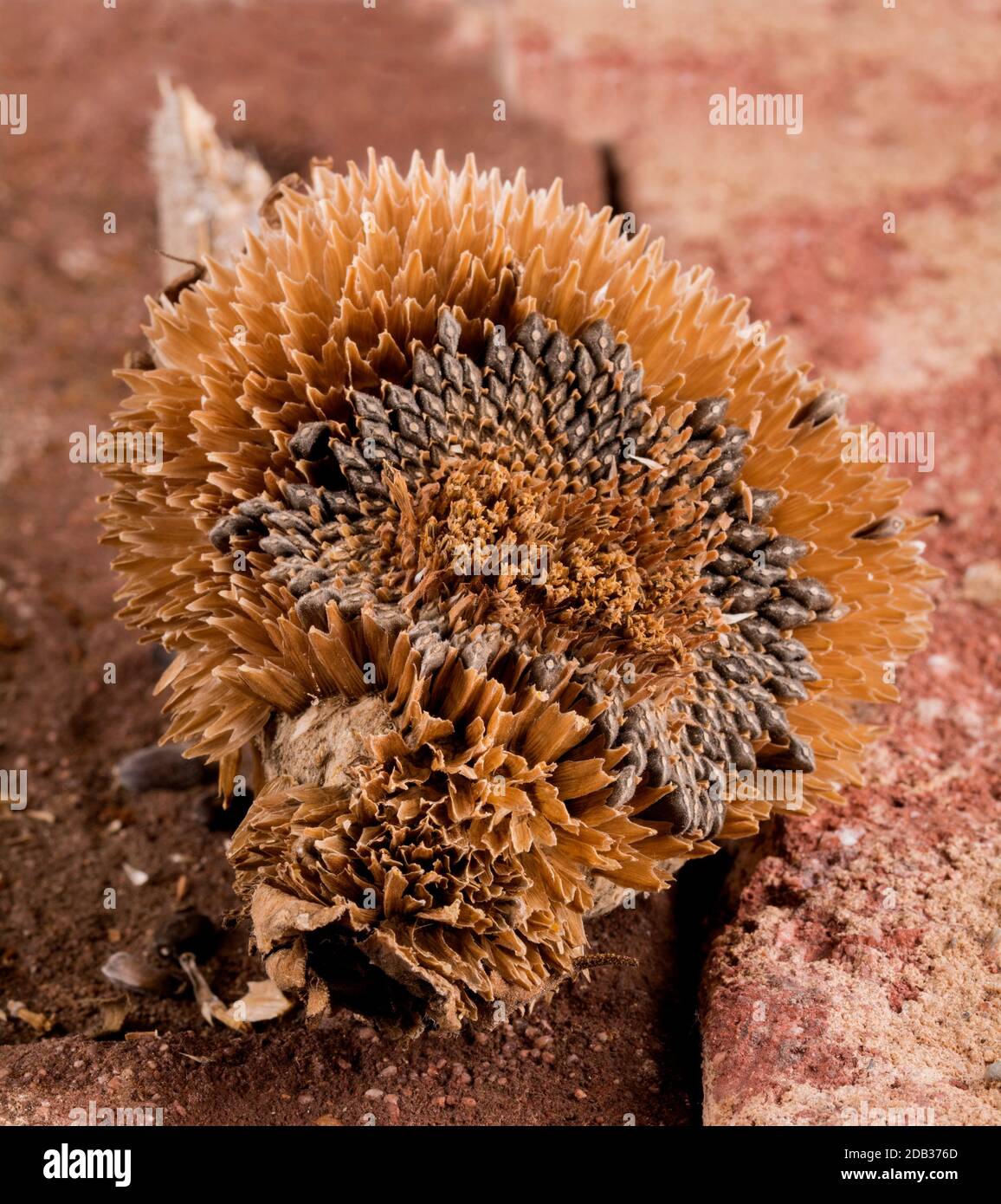 Old sunflower hi-res stock photography and images - Alamy