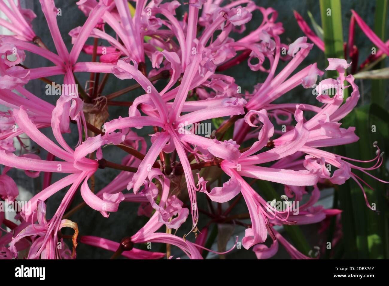 Pink nerine, Nerine bowdenii, flowers in full flower in the autumn with ...