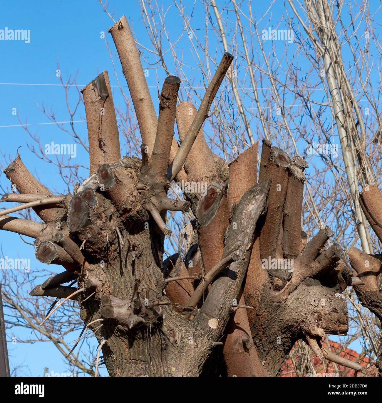 clipped tree crown acacia on city street, spring pruning Stock Photo ...
