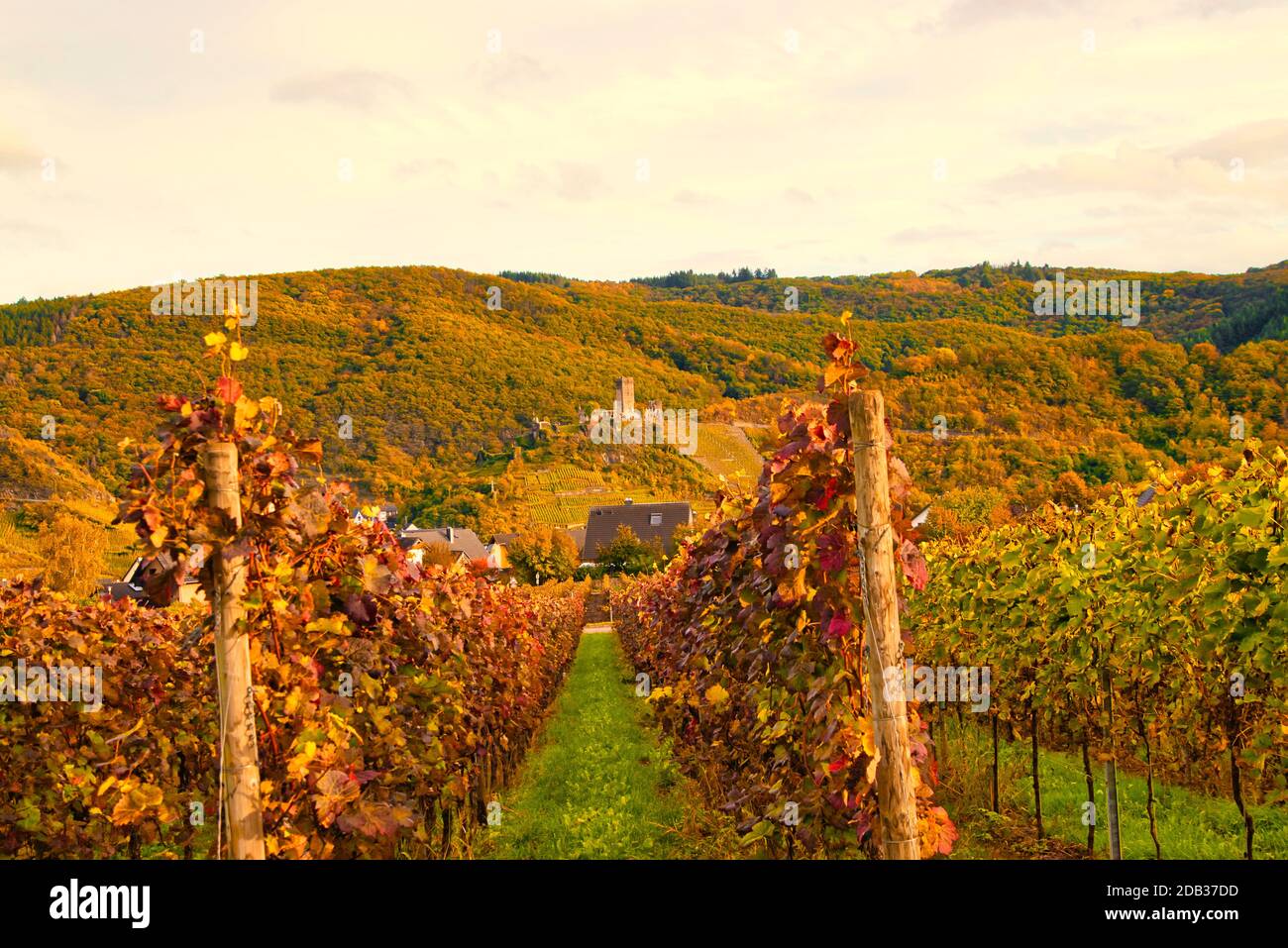 Wine landscape near Cochem and Leiwen on the Moselle Stock Photo - Alamy