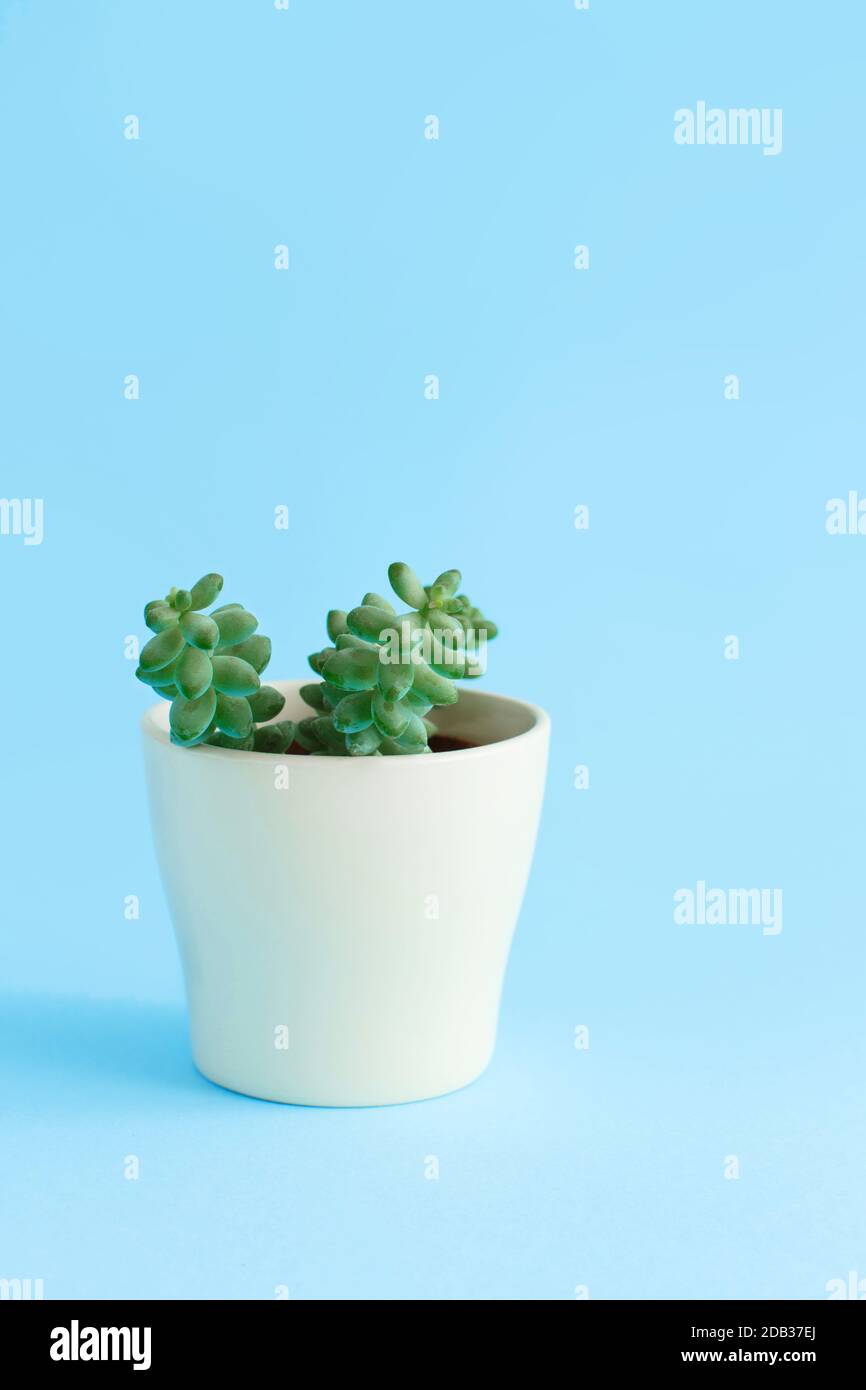 Cream vase with a succulent plant on a light blue background Stock ...