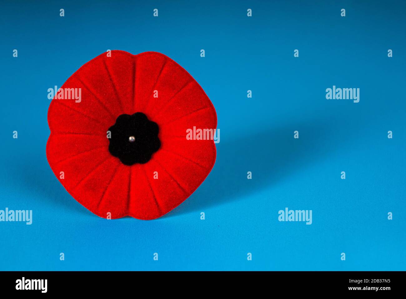 Remembrance Day Poppy Flower with a blue Background Stock Photo - Alamy
