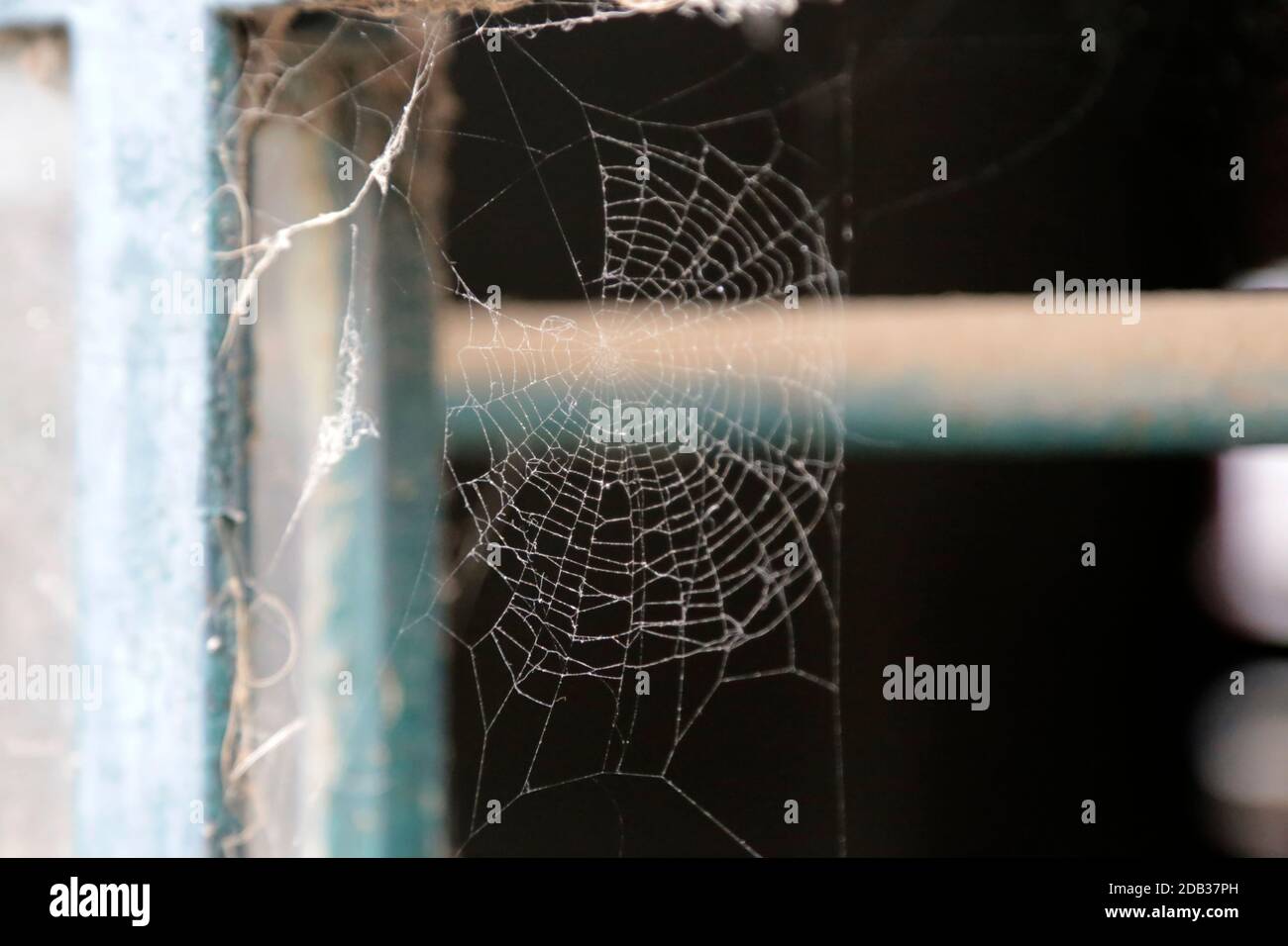 spider web on a gate on a horse farm Stock Photo - Alamy