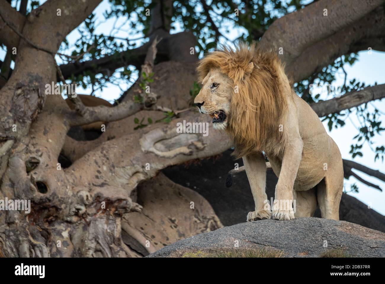 Lion standing looking down panthera hi-res stock photography and images ...