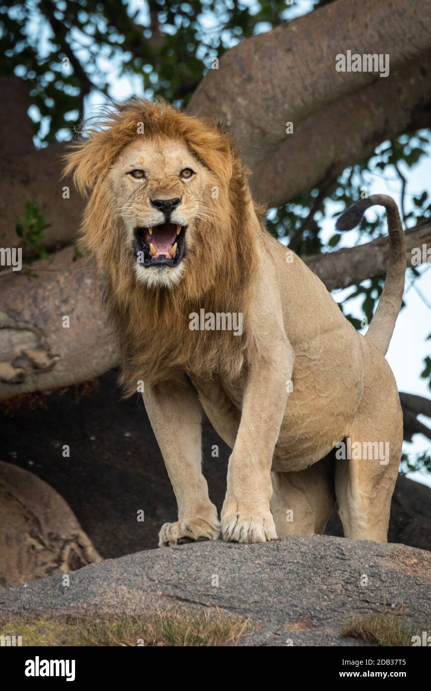 Lion family under tree hi-res stock photography and images - Alamy