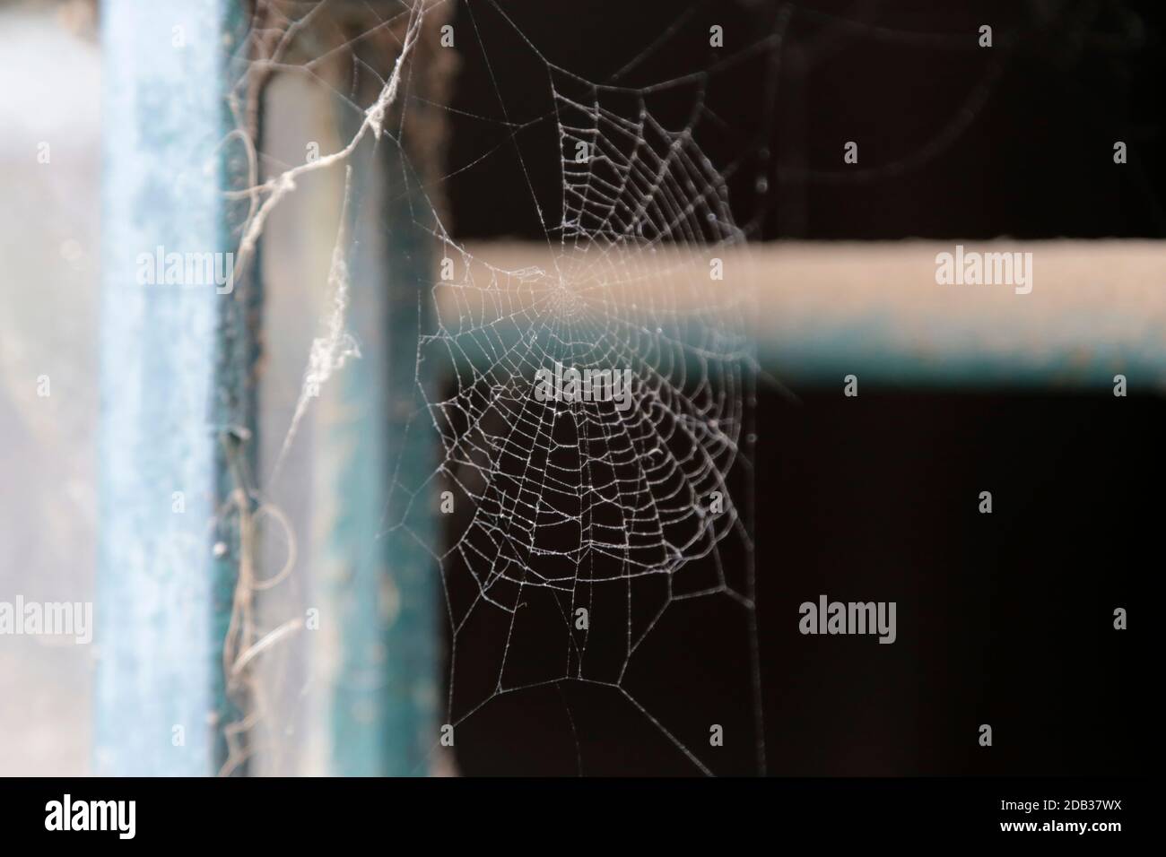 Giant Spider Web Farm