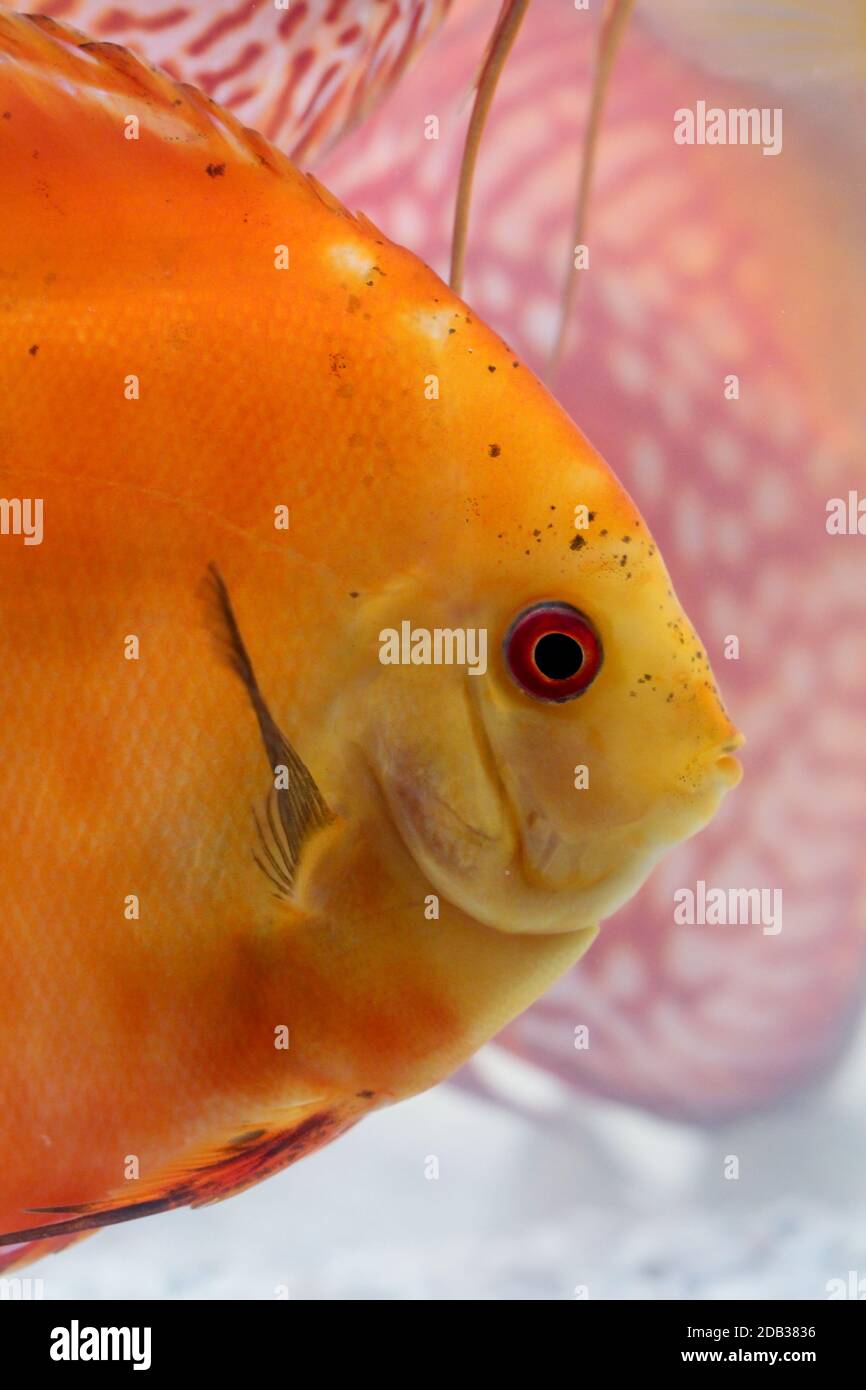 Study or portrait of discus fish in the aquarium Stock Photo - Alamy