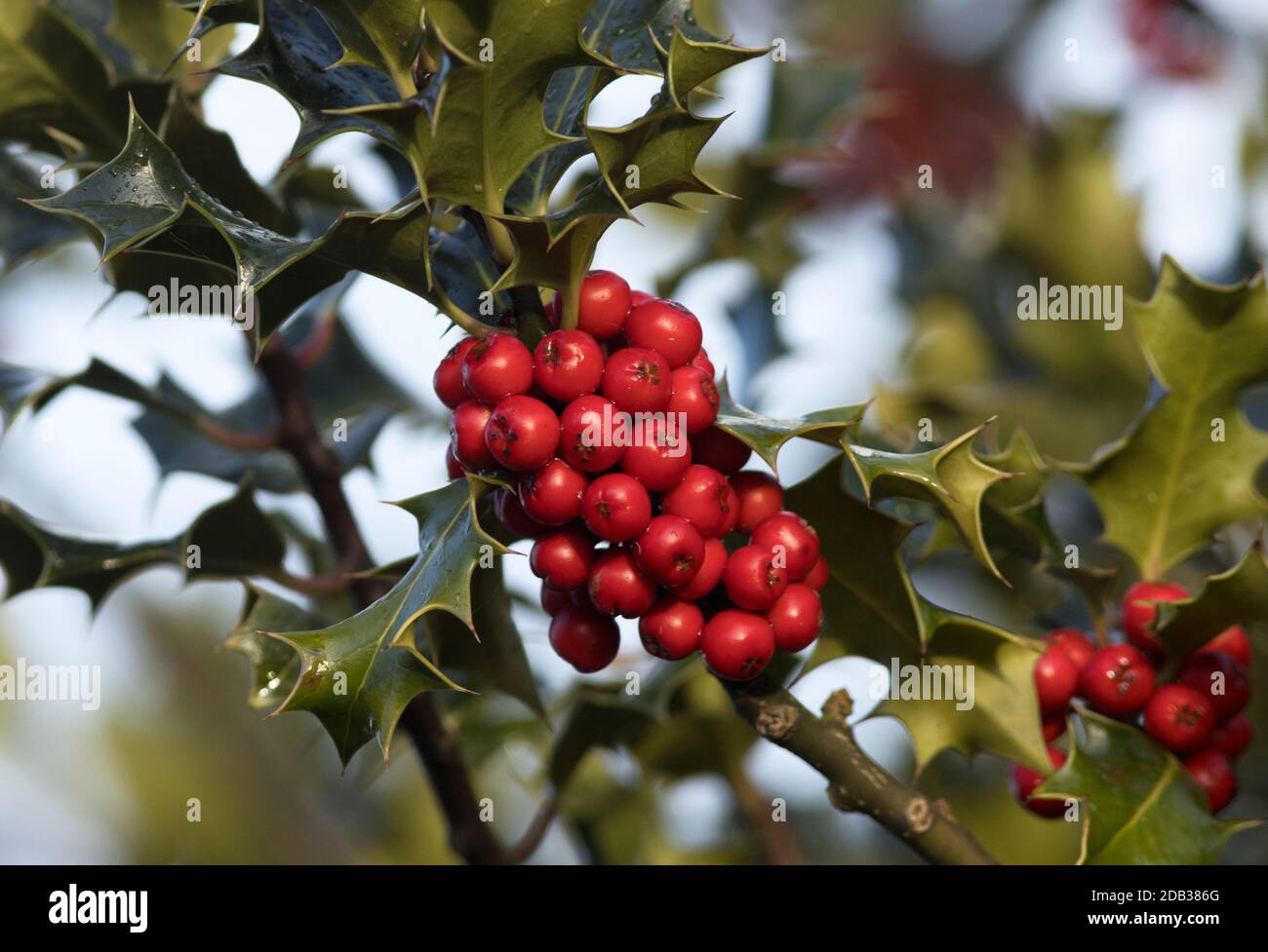 Holly trees are deeply rooted in myths and legends from ancient times ...