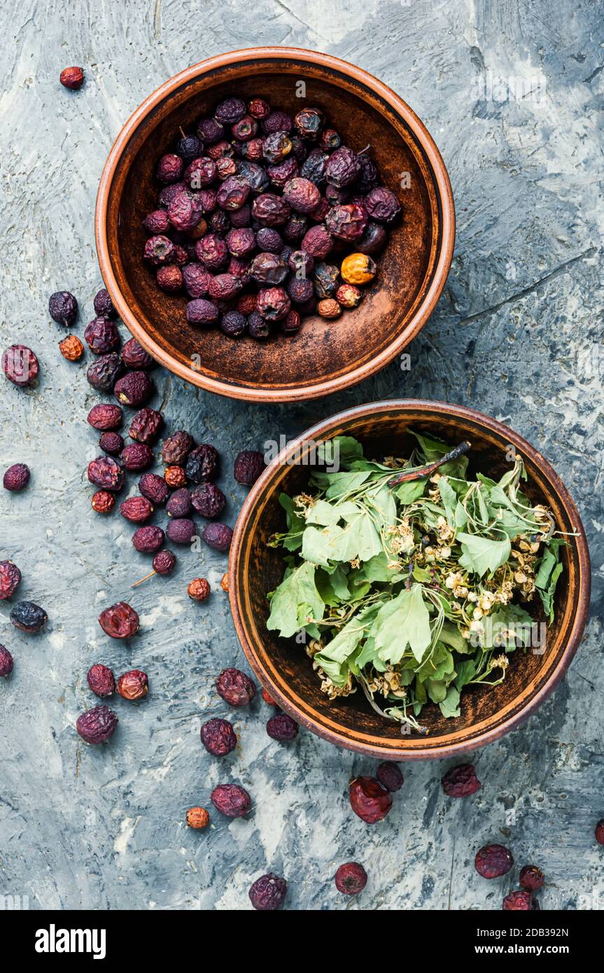 Medicinal plant hawthorn or haw in herbal medicine.Alternative medicine ...