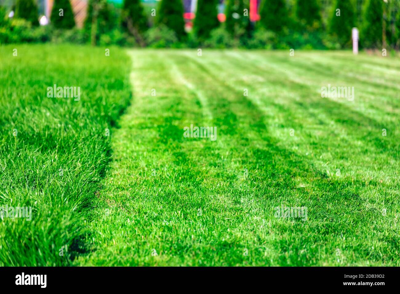 Lawn mower cutting green grass in backyard Stock Photo - Alamy