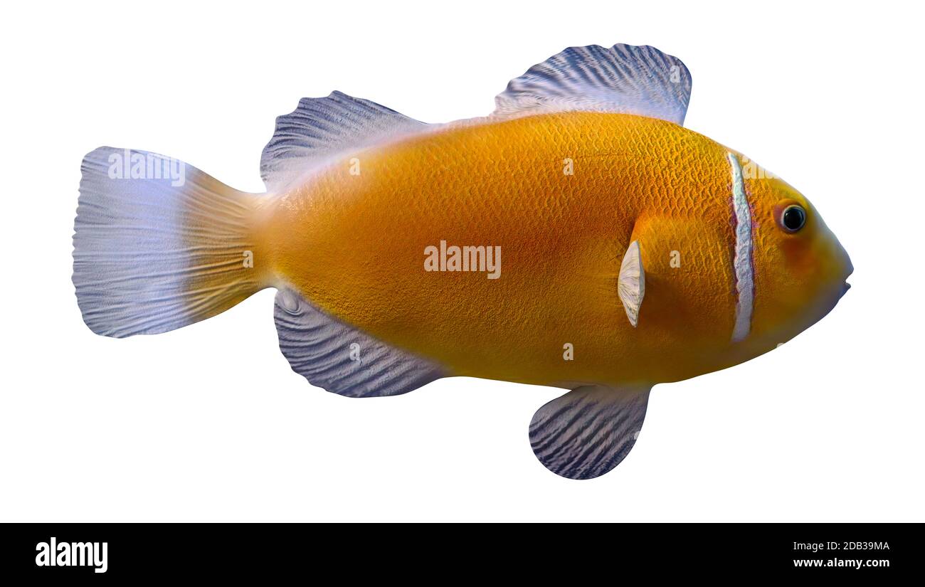 3D rendering of a yellow clownfish isolated on white background Stock ...