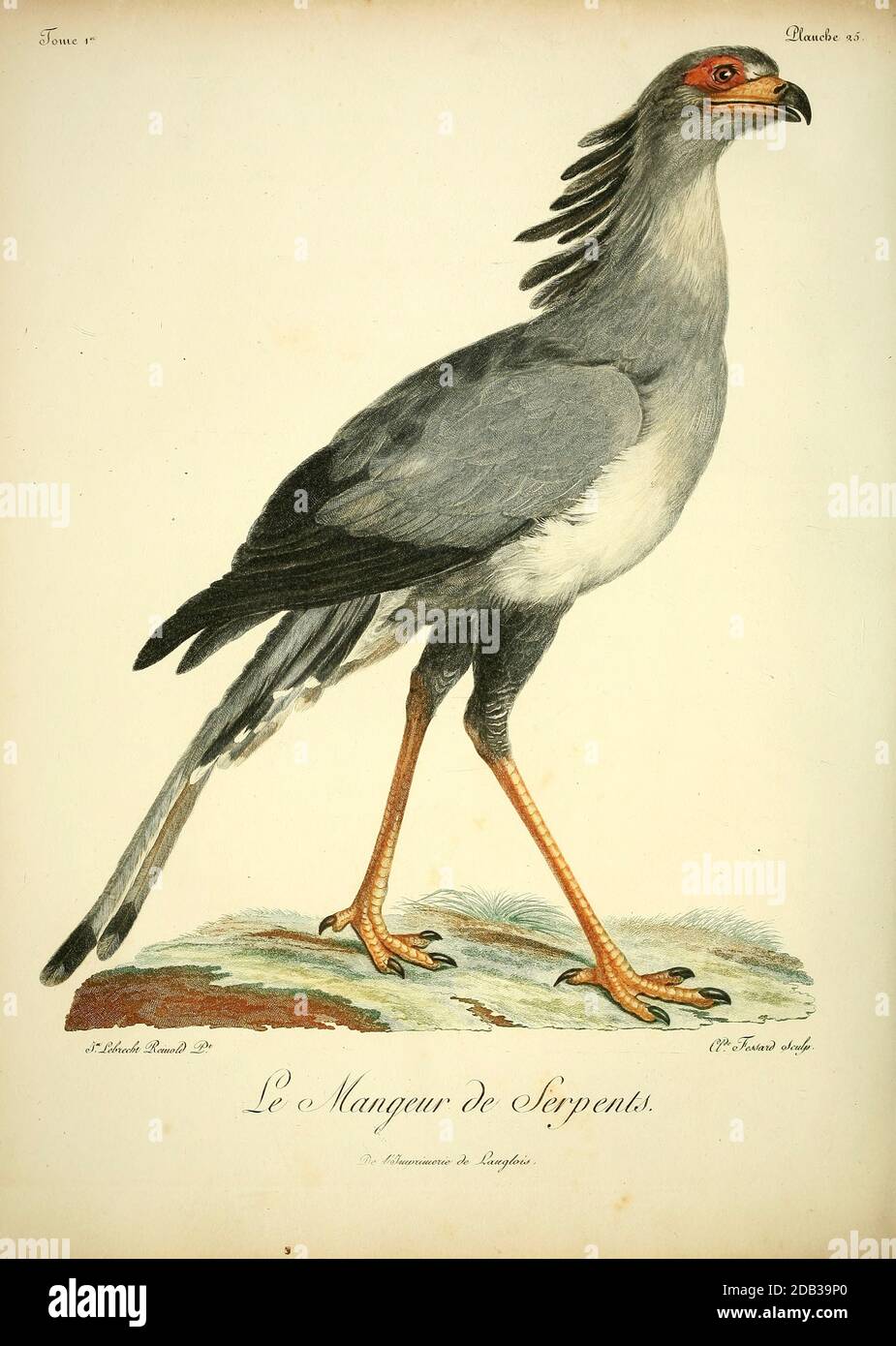 Terrestrial bird hi-res stock photography and images - Alamy