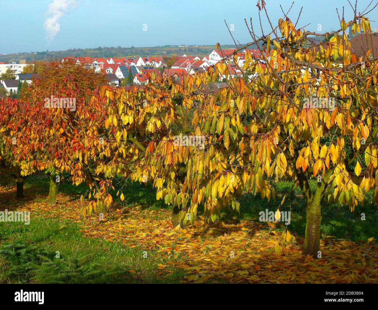 Small cherry trees with bright autumn leaves on the tree and on the ...